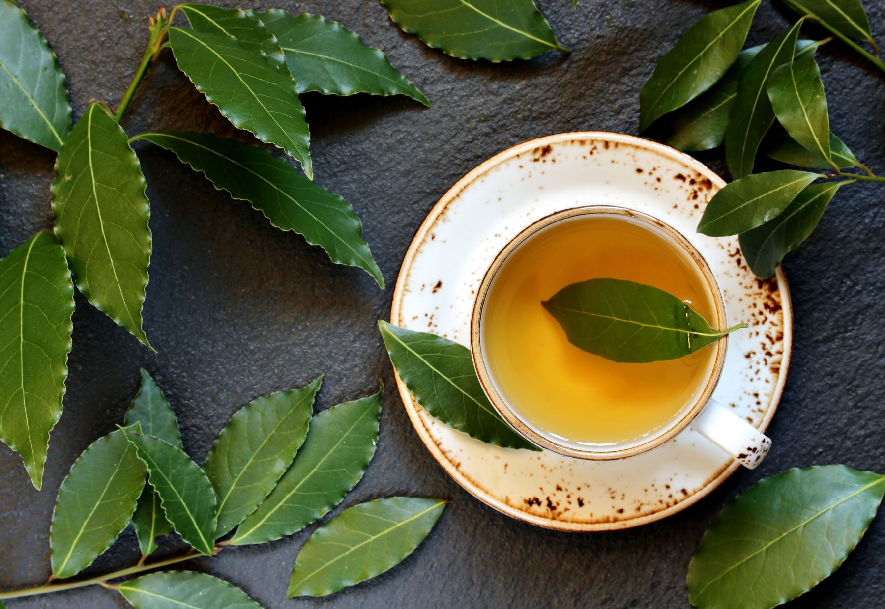 Ceai de dafin – informatii despre proprietati si beneficii