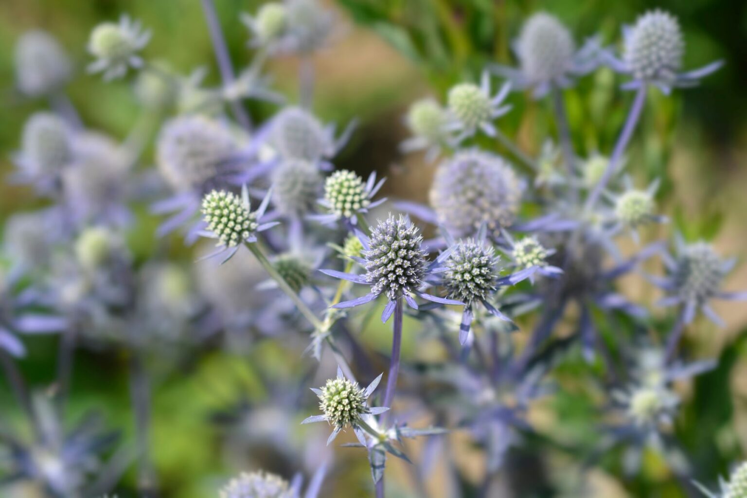 Scai vanat - beneficii, proprietati terapeutice si utilizari