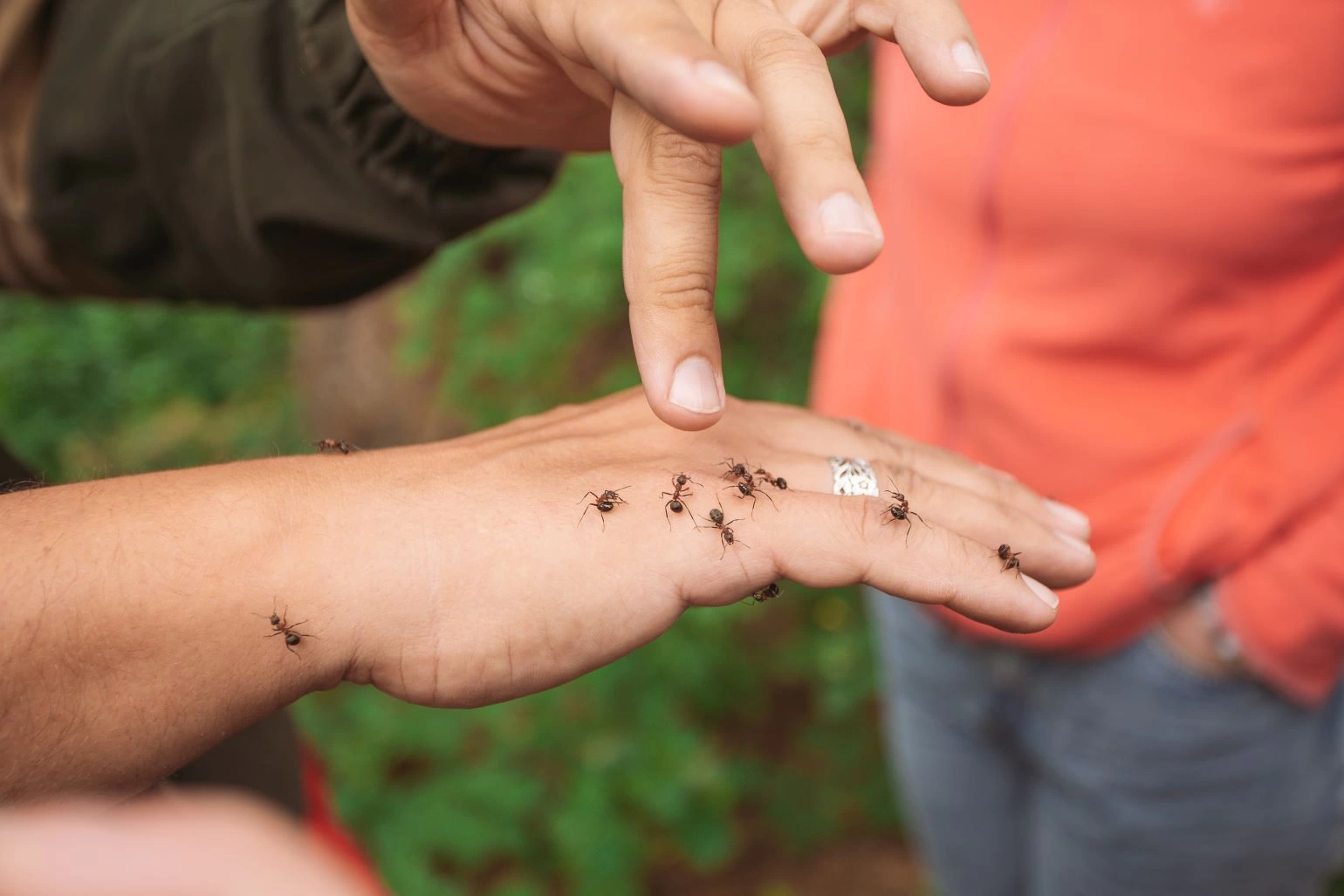 Cum recunosti muscatura de furnica si cum o tratezi