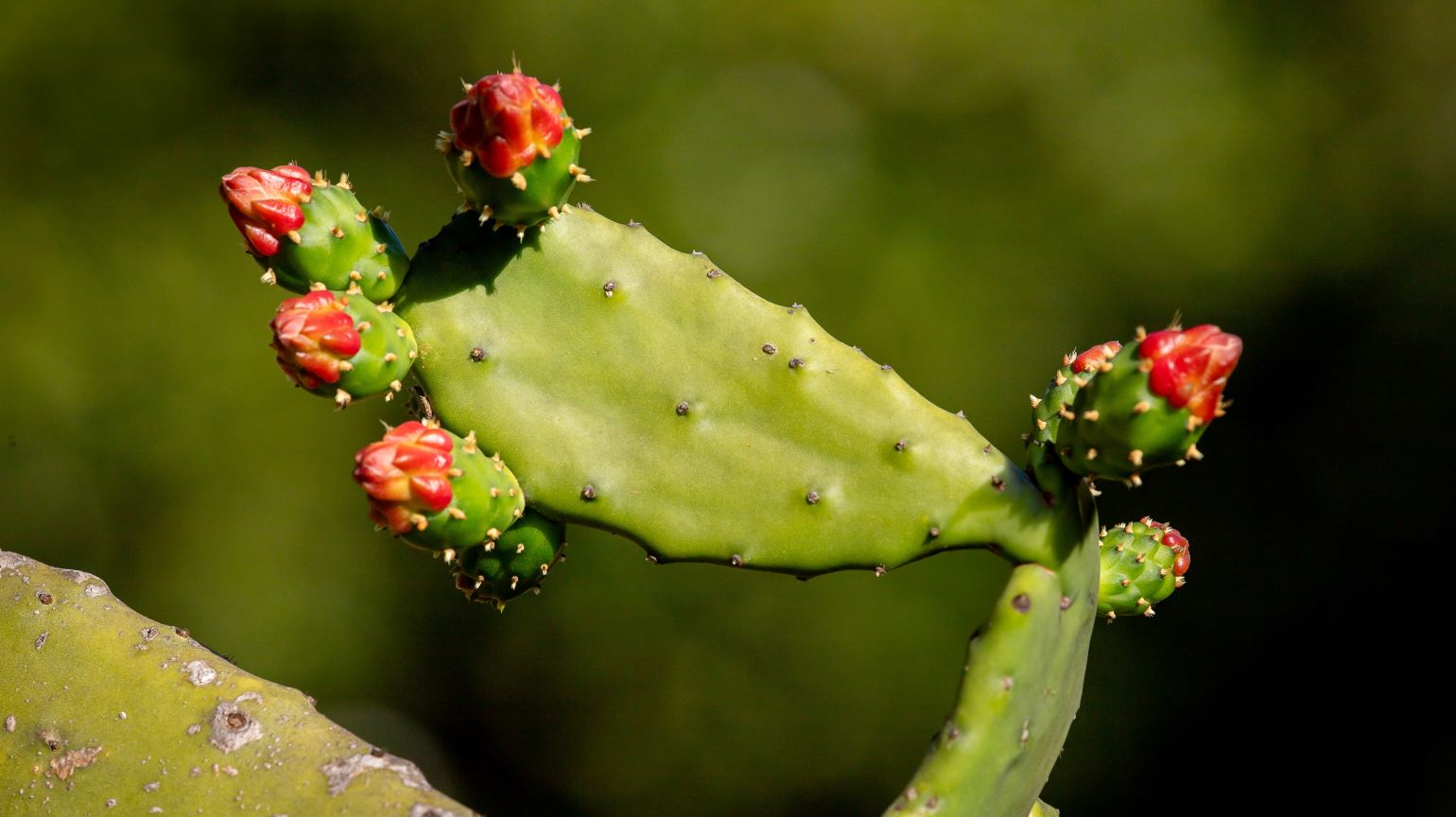 Ce este opuntia ficus indica si care sunt beneficiile sale