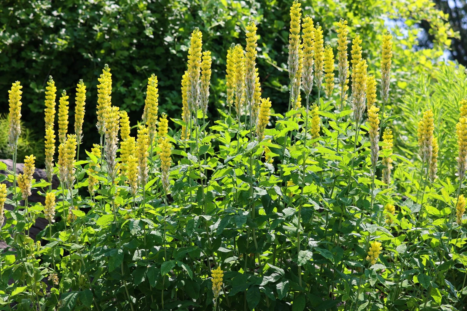 Lumanarica – proprietati terapeutice si beneficii asociate