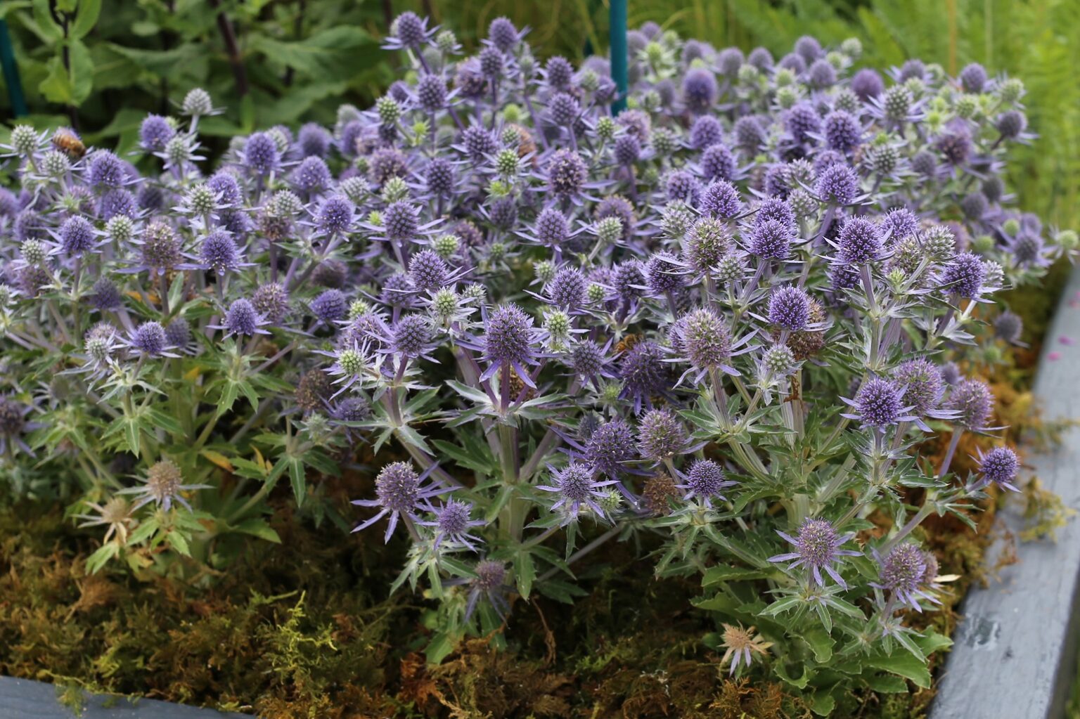 Scai-vanat – proprietati terapeutice, beneficii si administrare